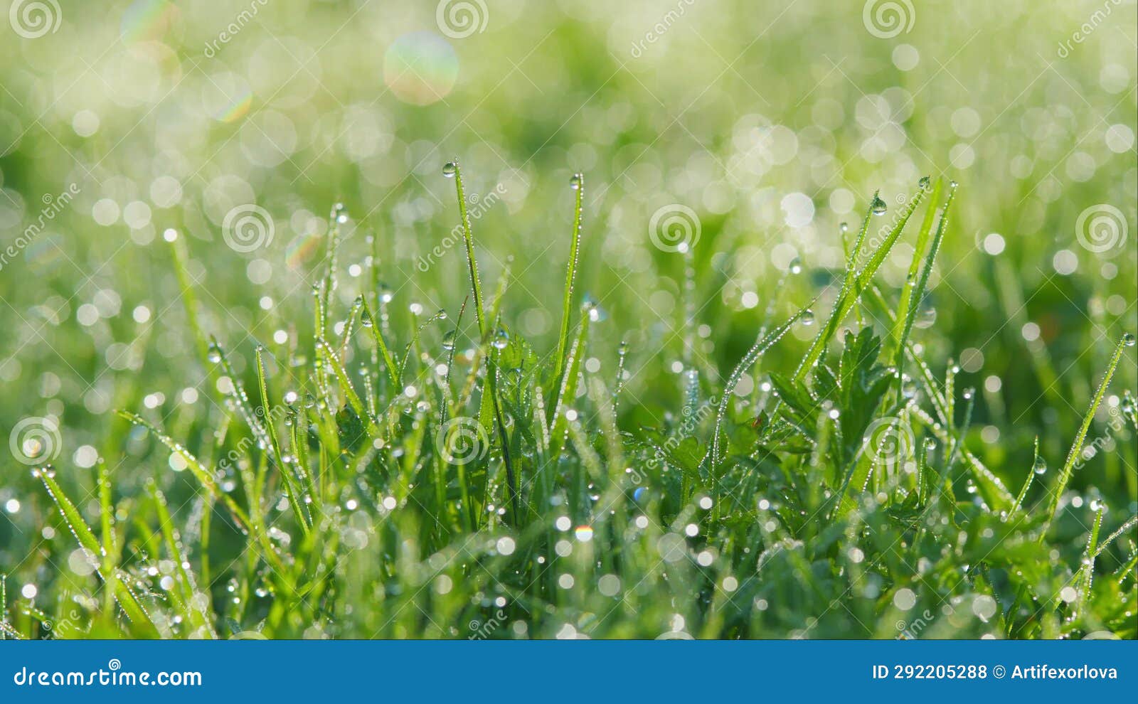 Fresh Morning Dew on Spring Grass. World Environment Day. Nature ...