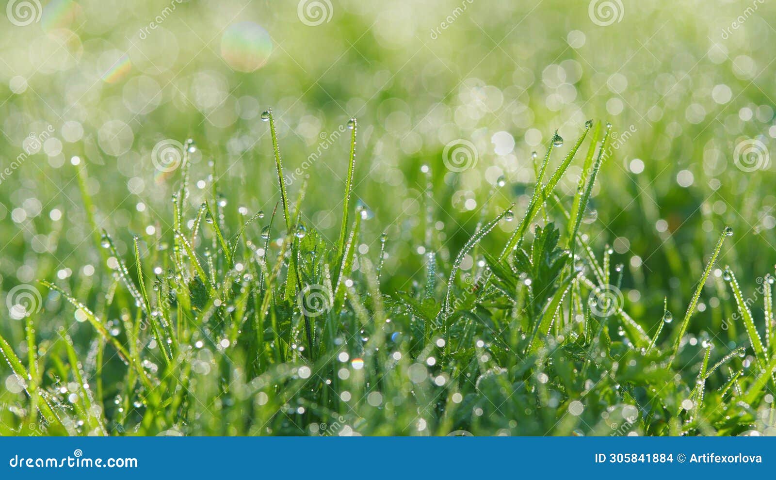 Fresh Morning Dew on Spring Grass. World Environment Day. Nature ...