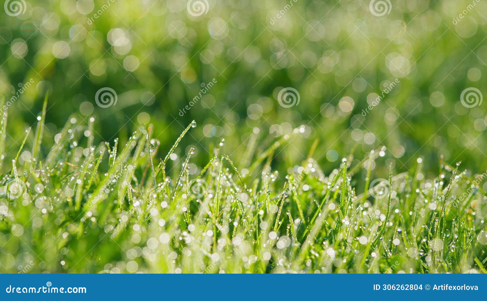 Fresh Morning Dew at Sunrise. Spring Green Grass with Dew Drops in ...