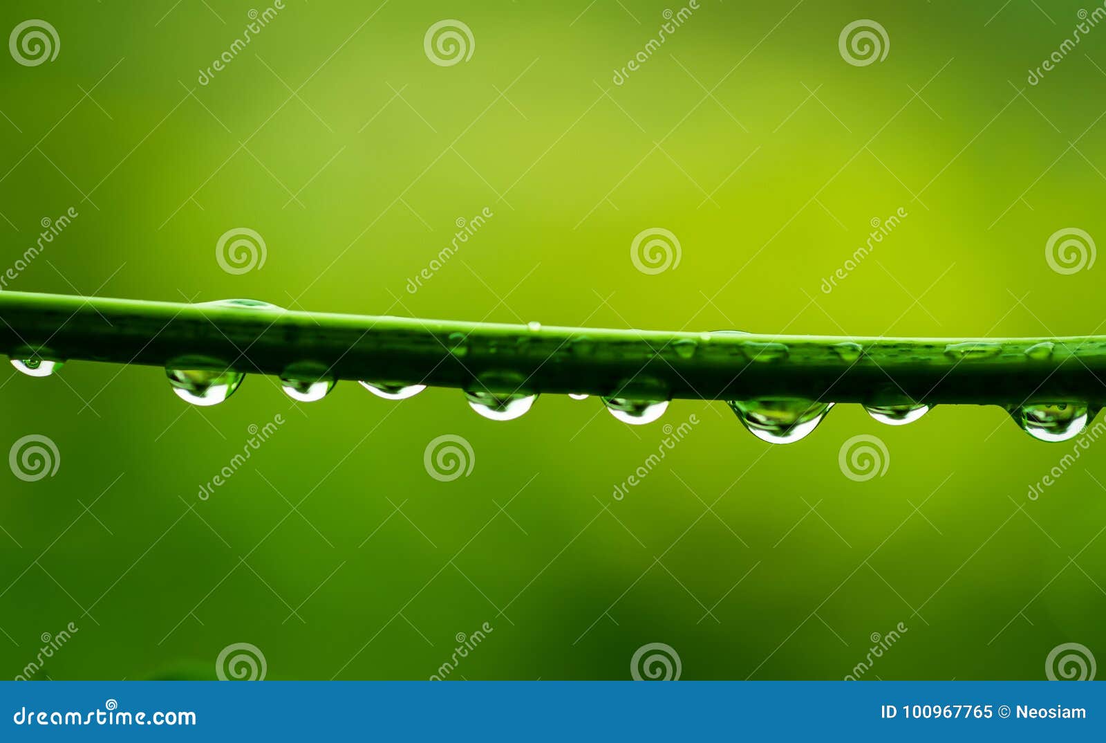 Fresh Morning Dew on a Tree Branch Stock Image - Image of healthy ...