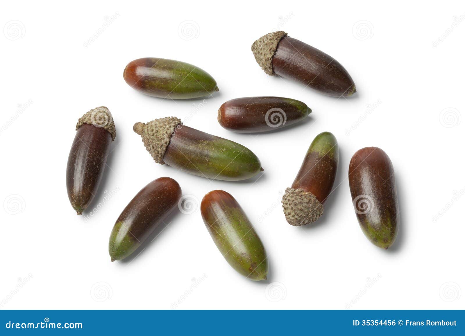 Fresh Moroccan acorns stock photo. Image of studio, white - 35354456