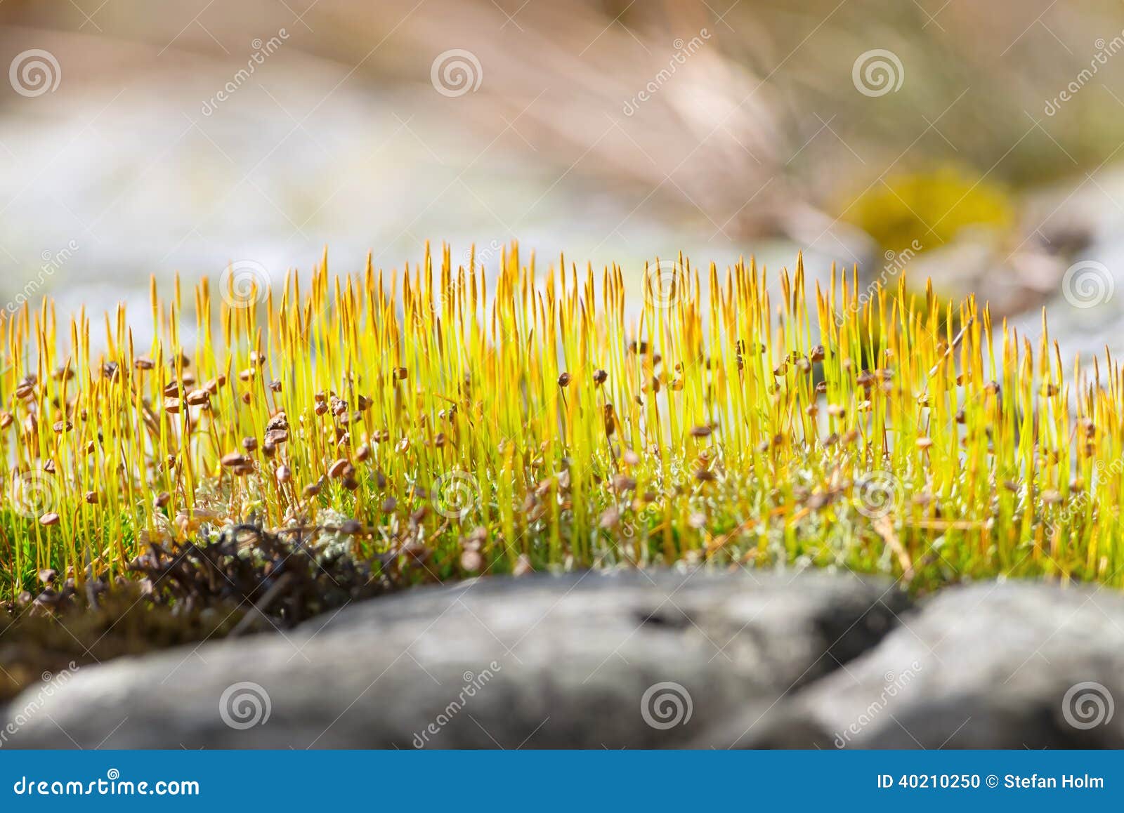Fresh Moss with Buds at Spring Time Stock Photo - Image of close ...
