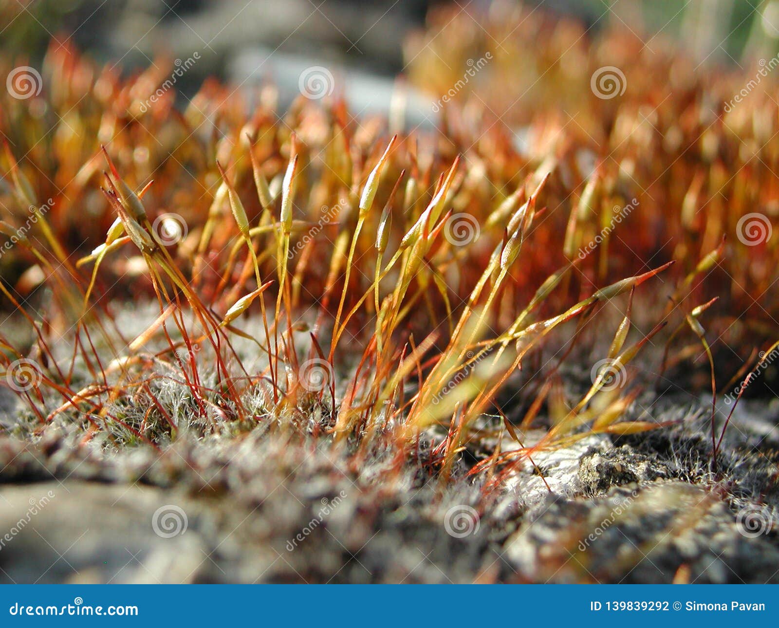 Fresh moss close up stock photo. Image of stem, ground - 139839292