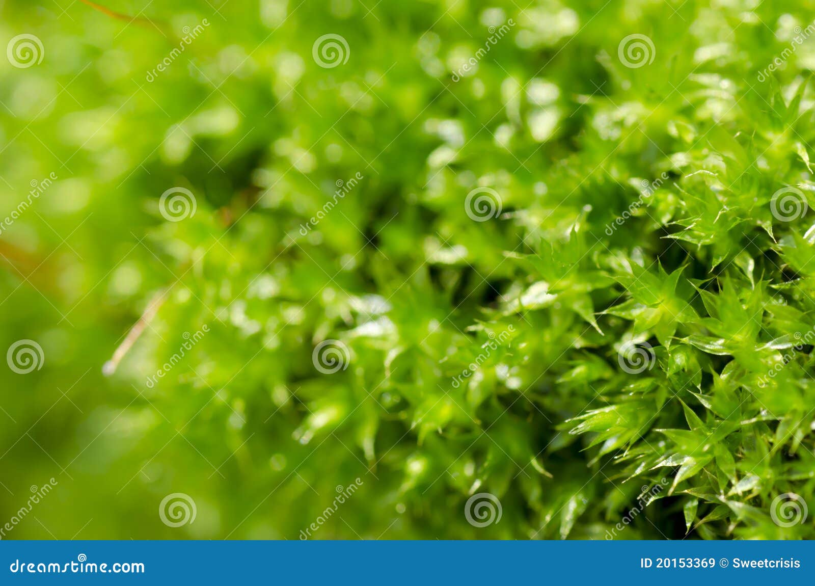 Fresh moss in green nature stock image. Image of abstract - 20153369