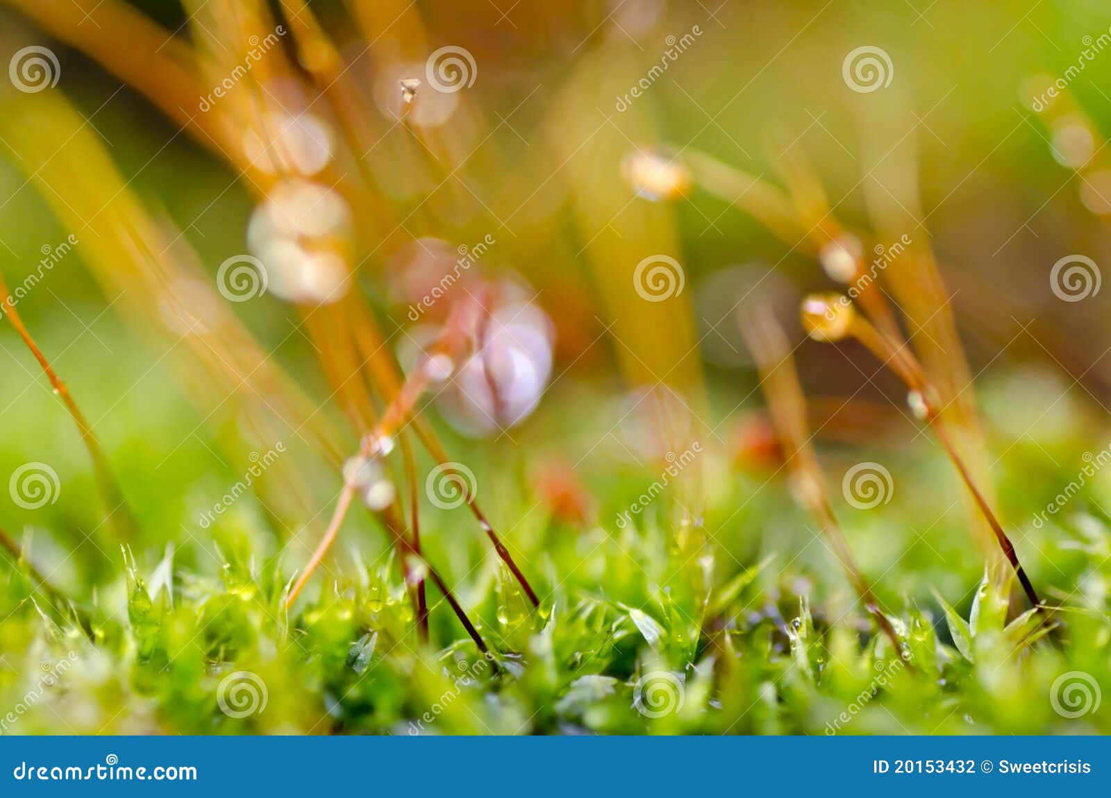 Fresh moss in green nature stock photo. Image of lawn - 20153432