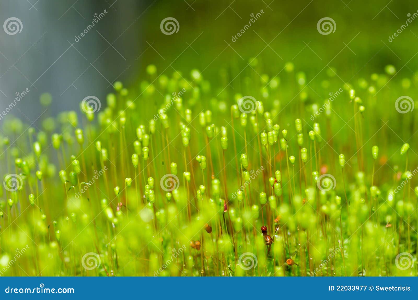 Fresh moss in green nature stock image. Image of detail - 22033977