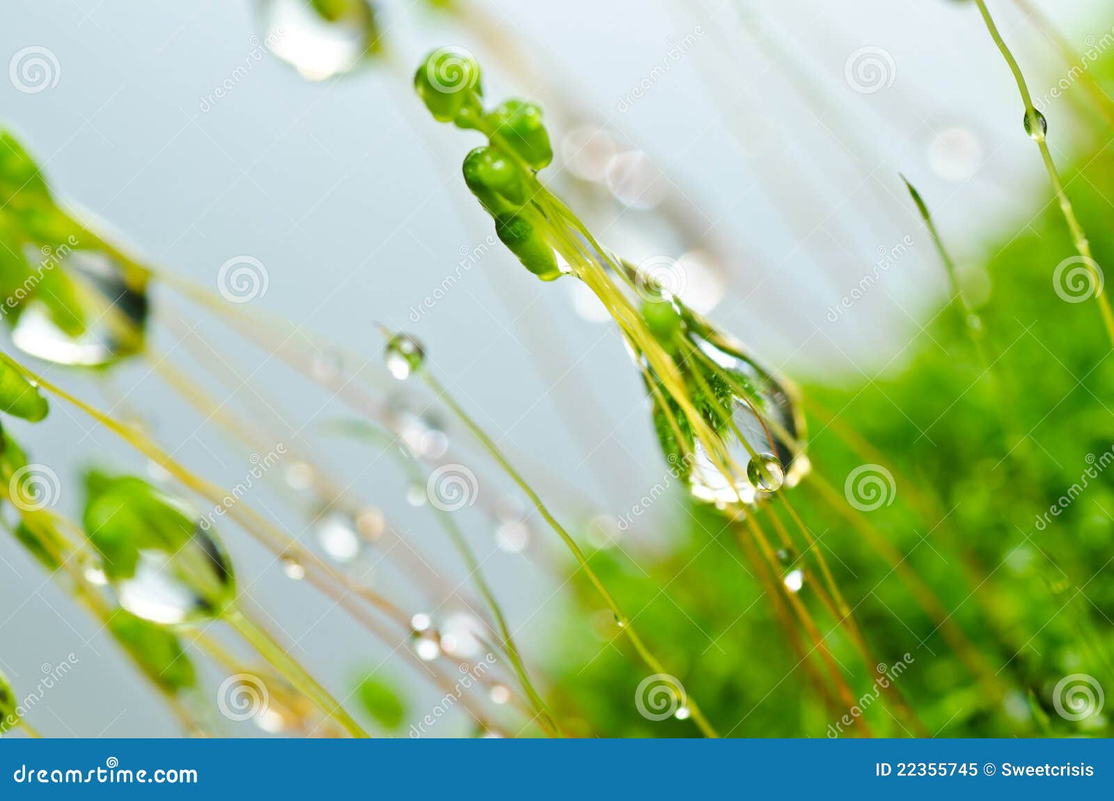 Fresh moss in green nature stock image. Image of environment - 22355745