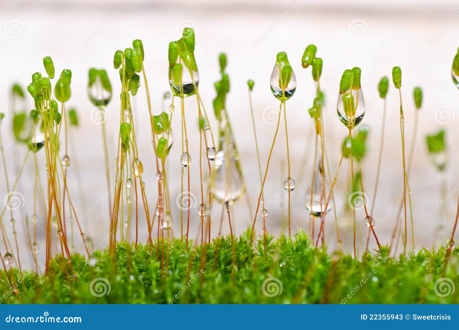 Fresh moss in green nature stock image. Image of macro - 22355943