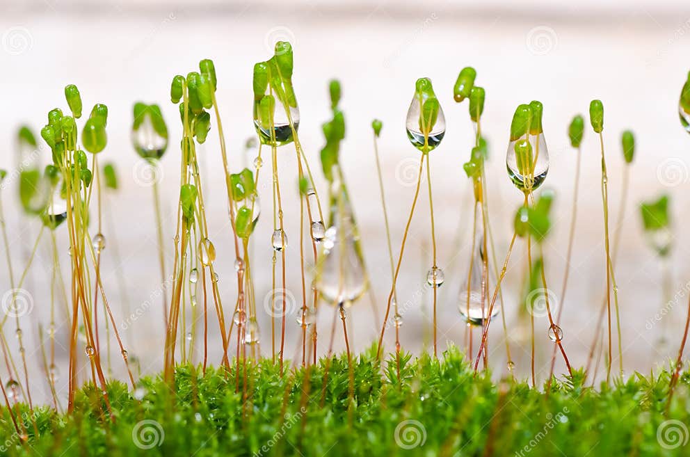 Fresh moss in green nature stock image. Image of macro - 22355943