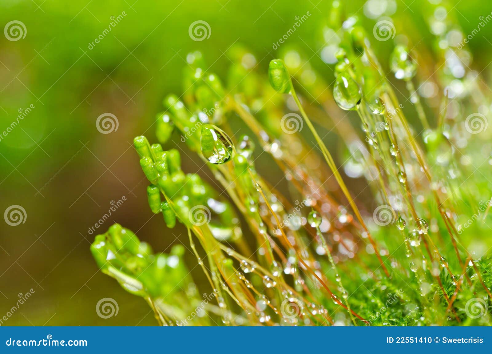 Fresh Moss Growth With Water Drops Created Multiple Images Using Focus ...