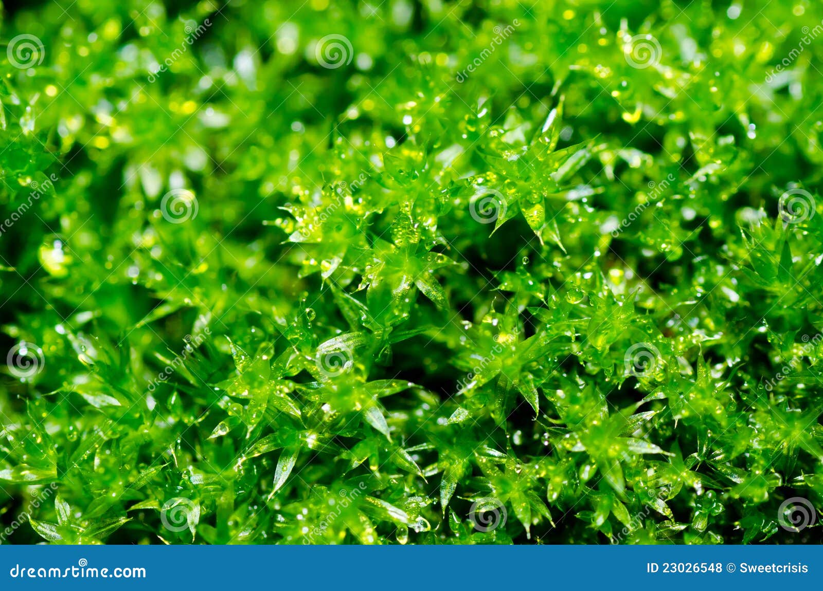Fresh moss in green nature stock photo. Image of macro - 23026548