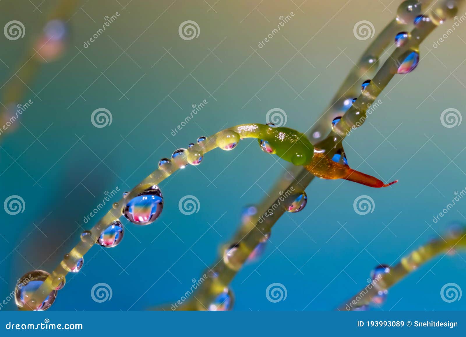 Fresh Moss Growth with Water Drops Created Multiple Images Using Focus ...