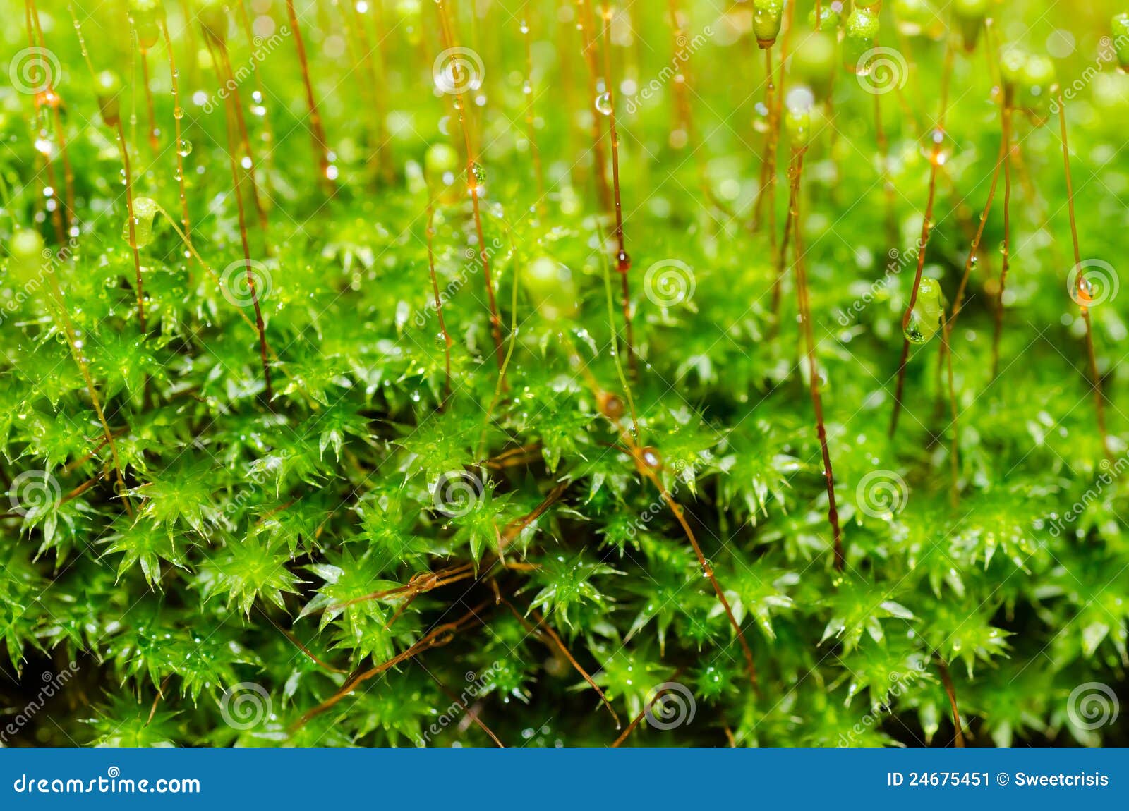 Fresh Moss Macro in Green Nature Stock Image - Image of moss, design ...