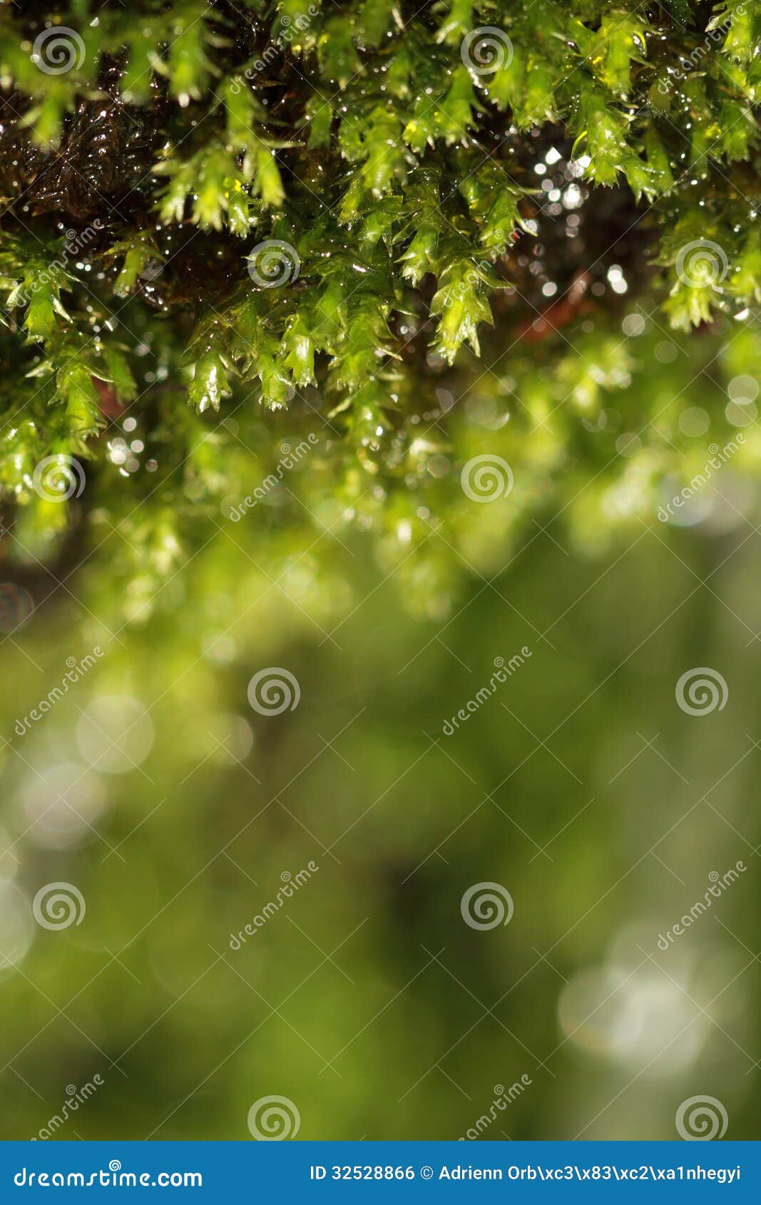 Fresh moss macro stock photo. Image of grass, soft, environment - 32528866