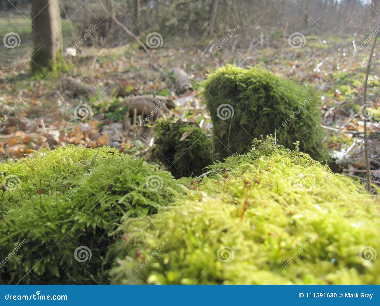 Fresh Moss stock photo. Image of green, tree, fresh - 111591630