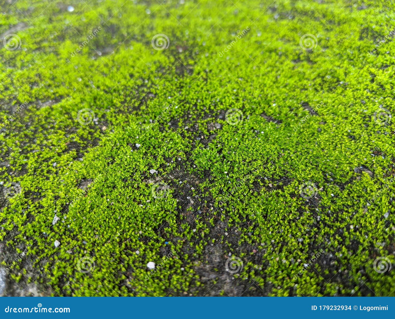 Fresh Moss Plant Texture Background, Close Up Stock Photo - Image of ...