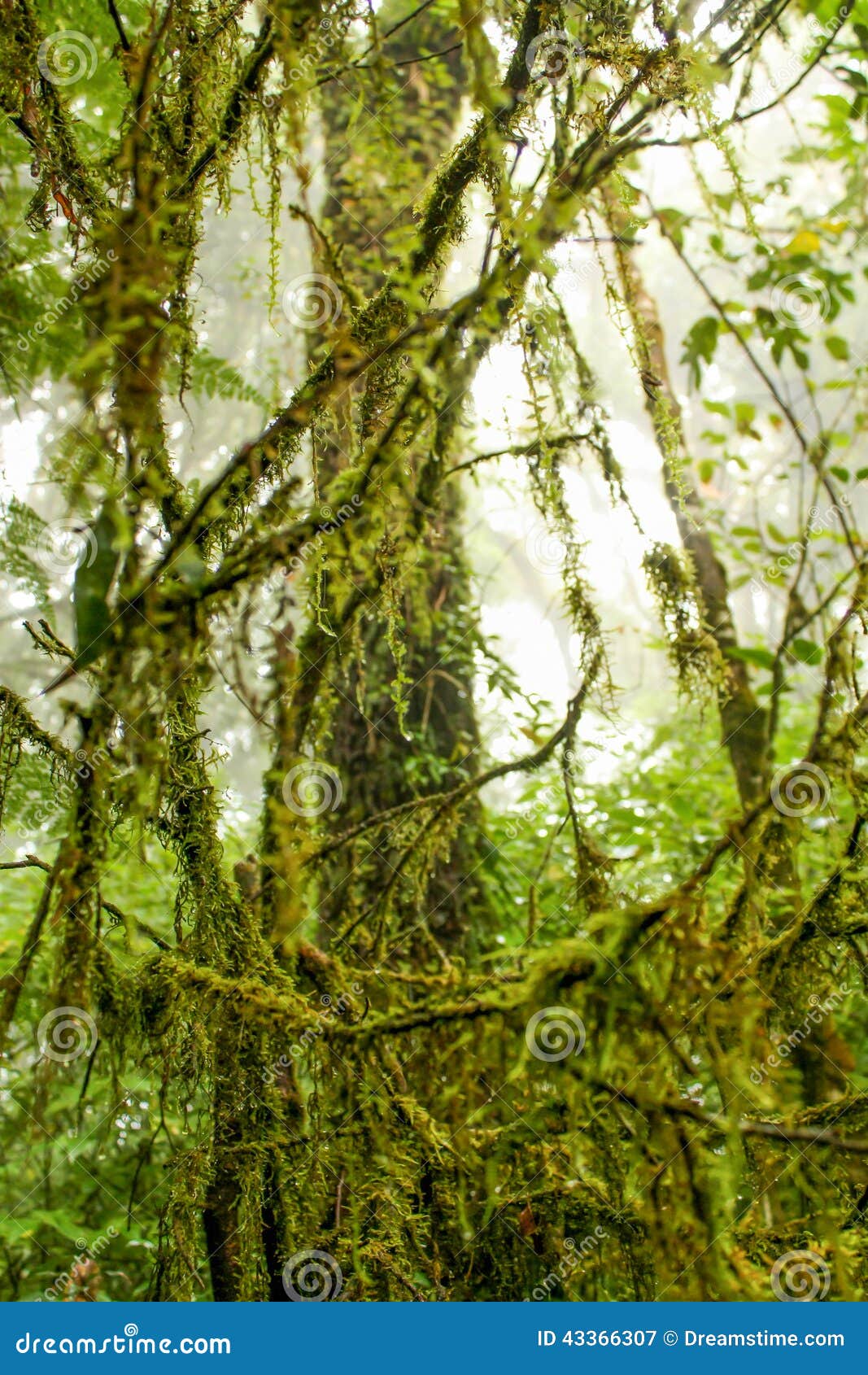 Fresh Moss stock image. Image of green, rain, nature - 43366307