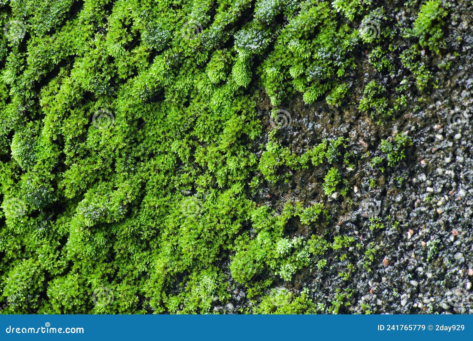 Fresh Moss on the Wall, Green Nature, Texture Stock Image - Image of ...