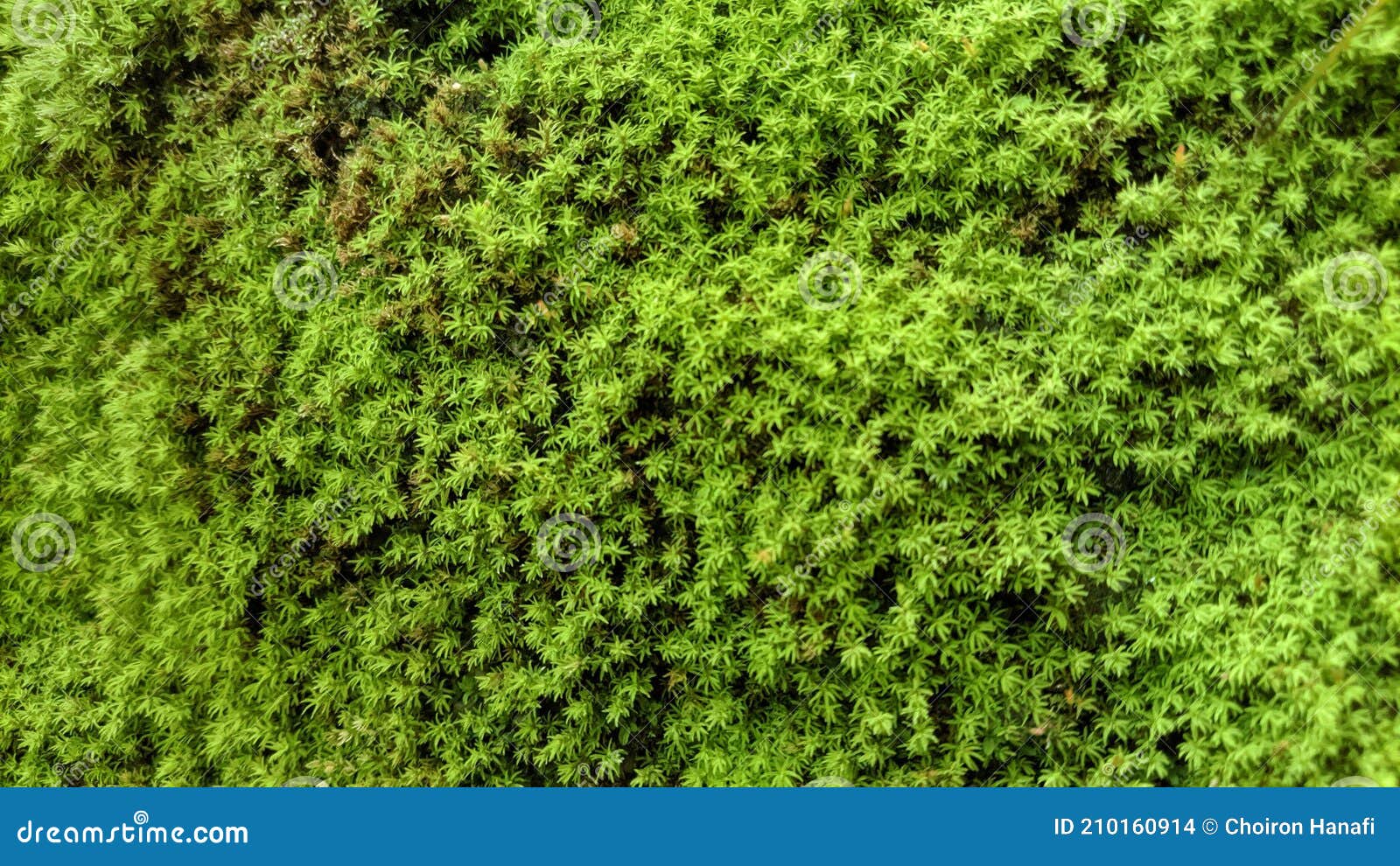 Fresh Moss in Yard on the House Stock Photo - Image of yard, house ...