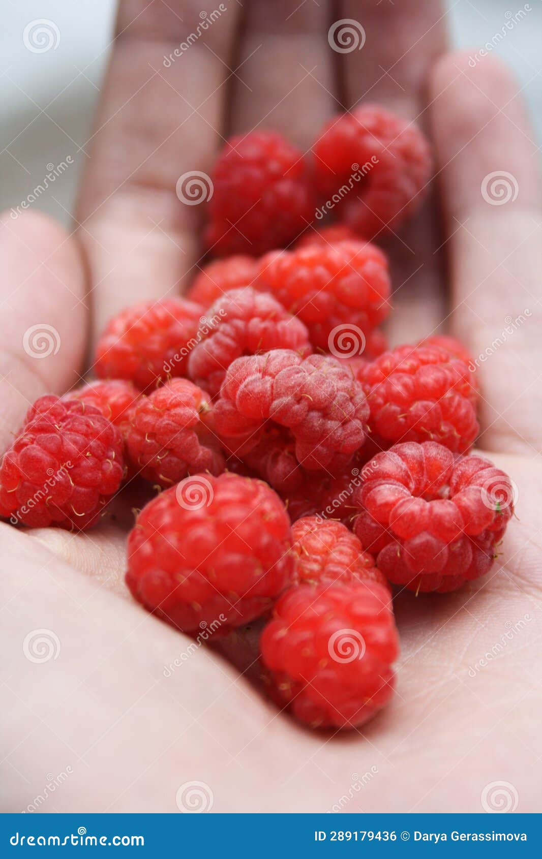 Fresh Mountain Raspberry in a Hand Stock Photo - Image of botanical ...