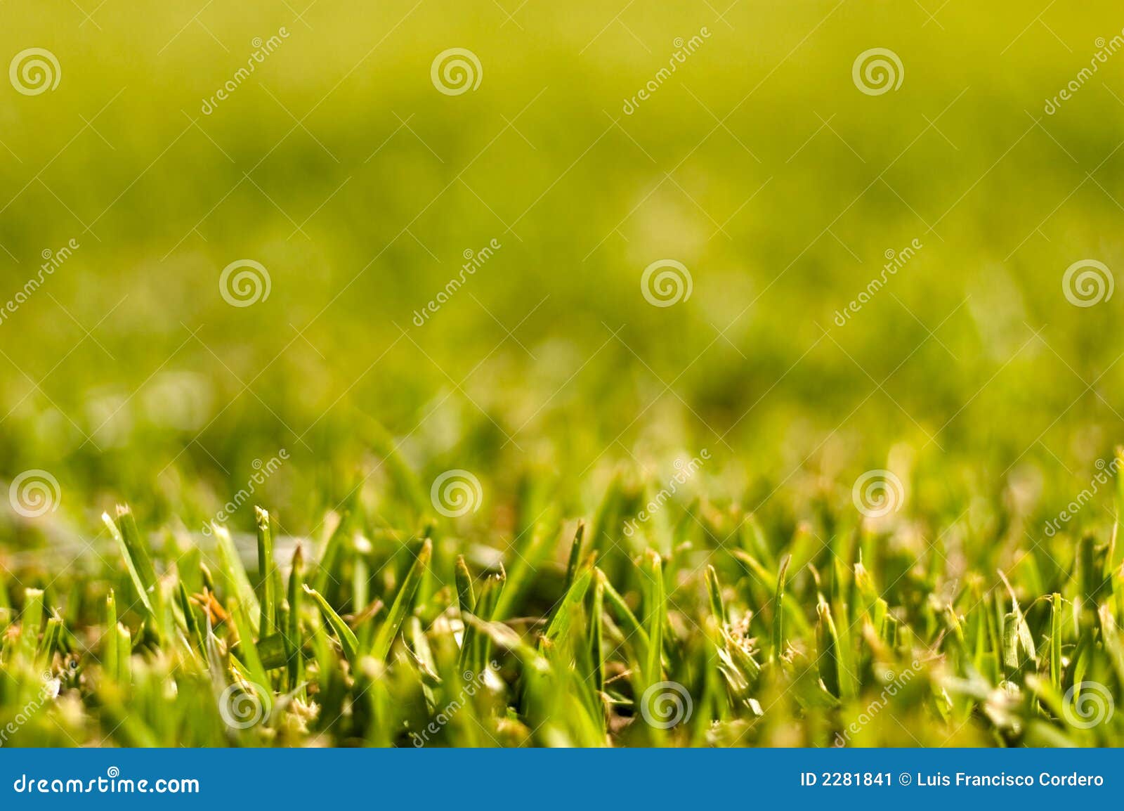 Fresh mowed grass stock image. Image of flora, blade, environment - 2281841