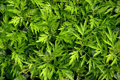 Fresh moxa leaf stock photo. Image of plant, culture - 14276316