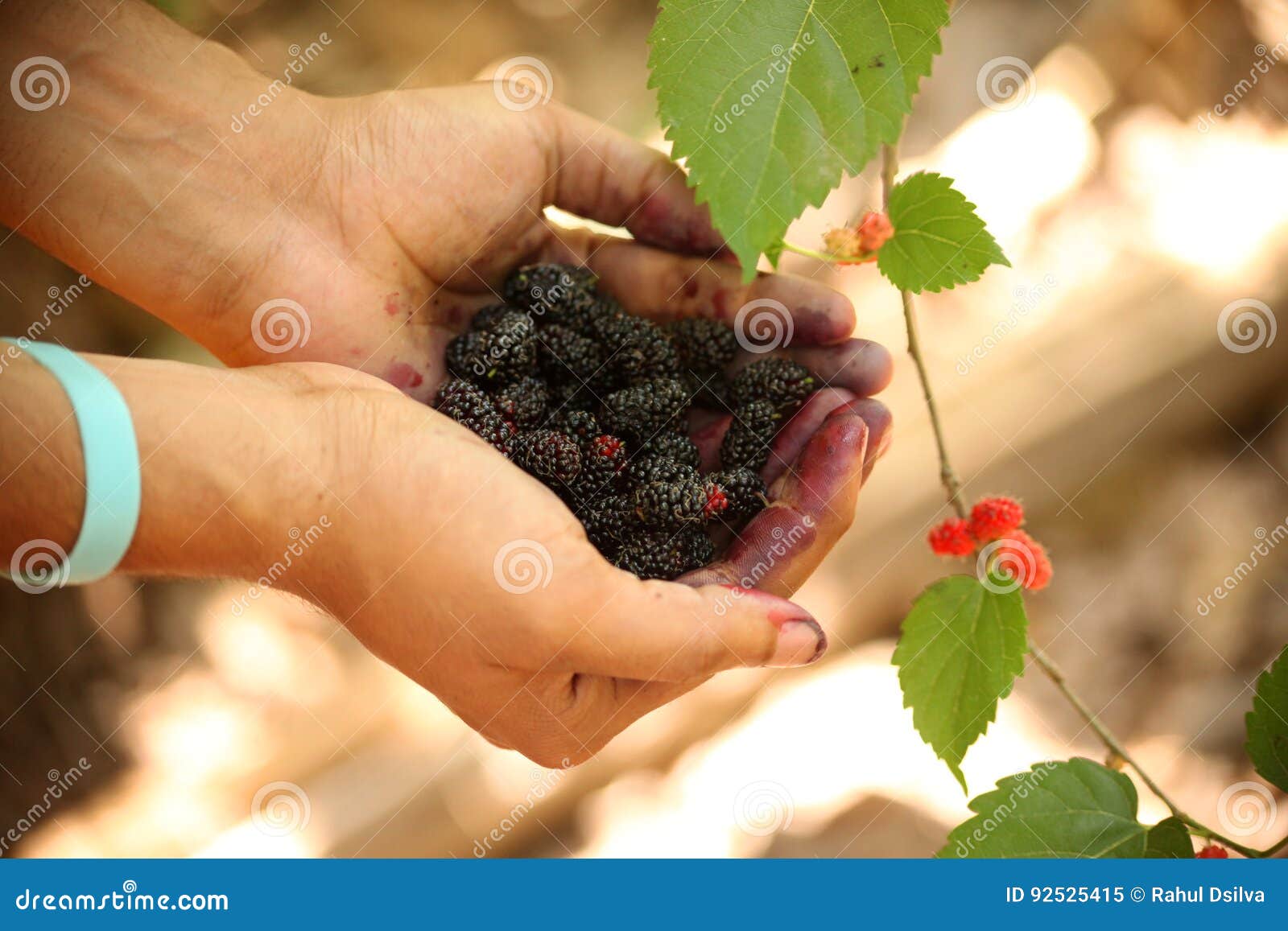 Fresh mulberries on hand stock image. Image of harvest - 92525415