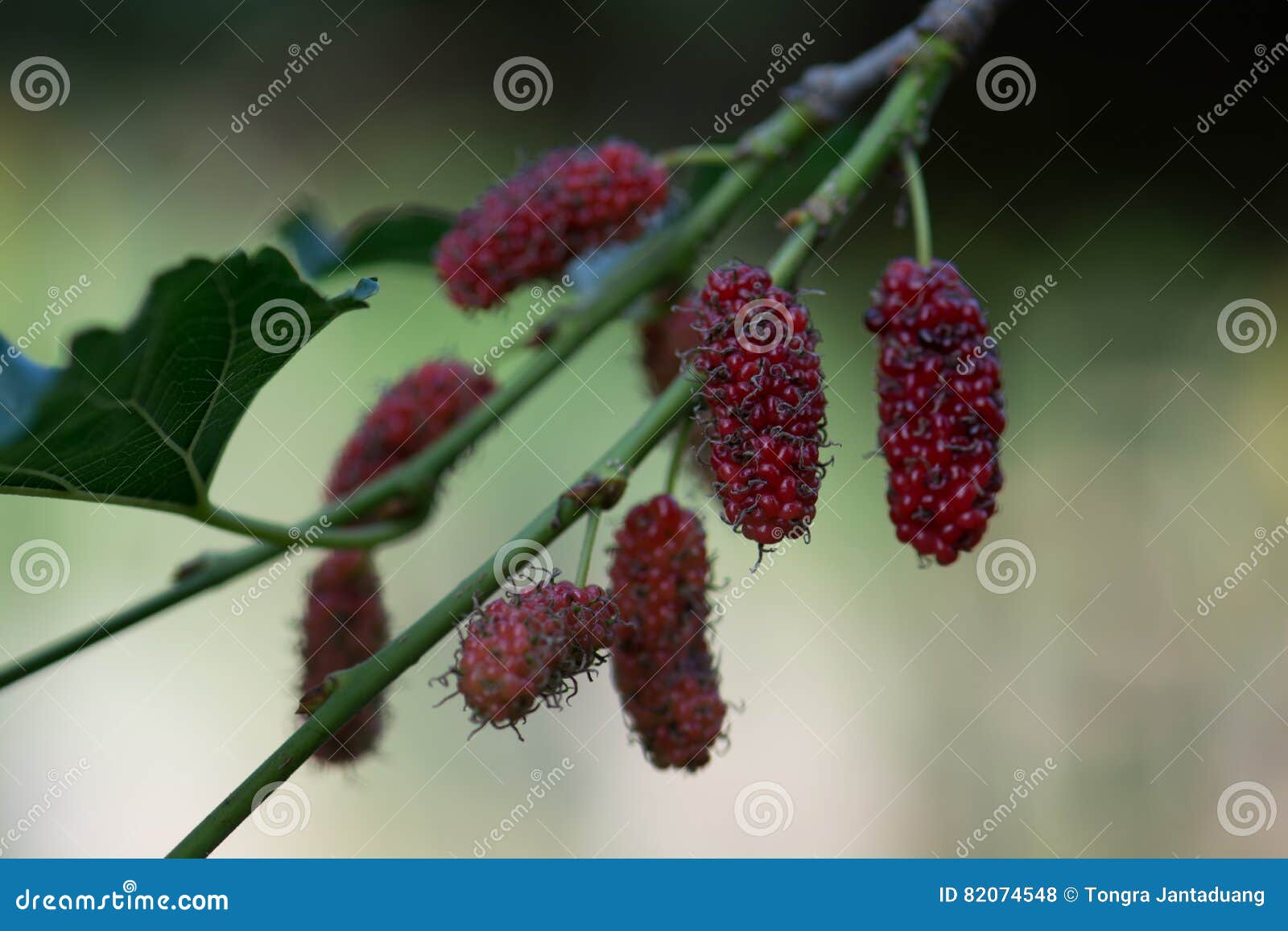 Fresh Mulberry on the Branch, a Berry Fruit in Nature Stock Photo ...