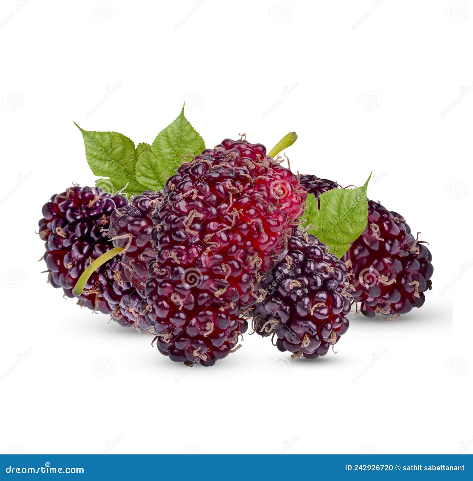 Fresh Mulberry with Leaves Isolated on White Background Stock Photo ...