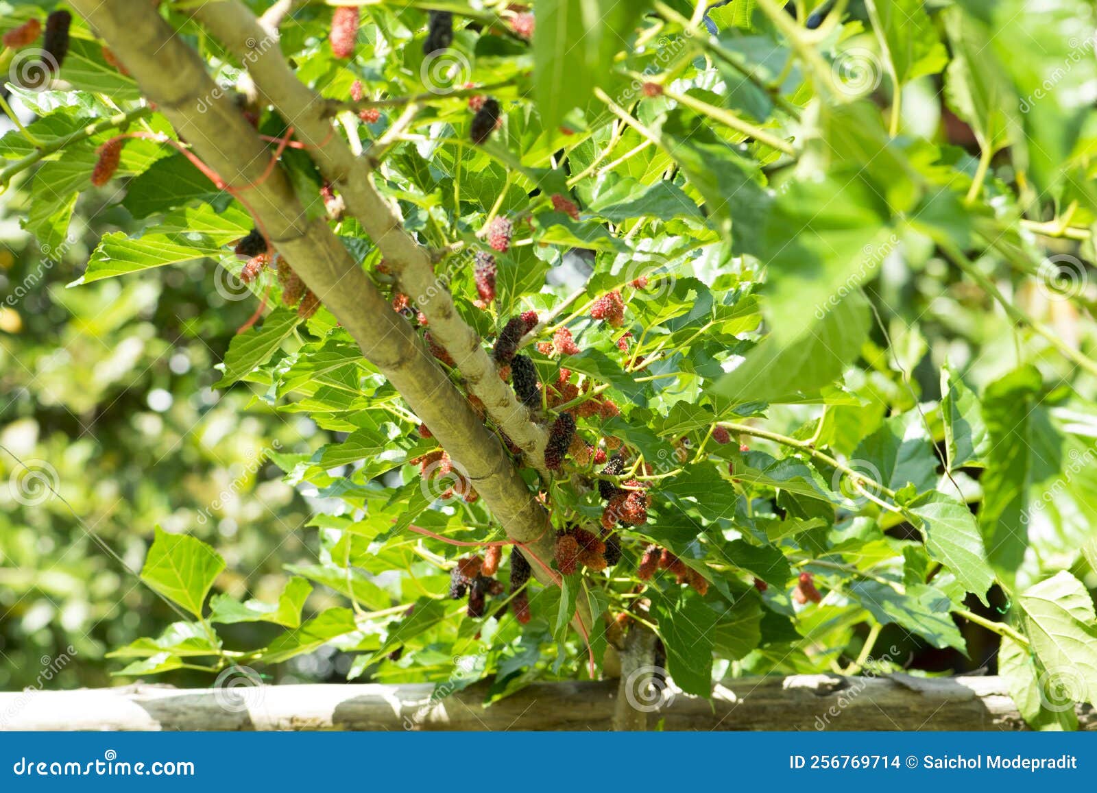 Fresh Mulberry on Tree, Fruit Stock Photo - Image of vitamins, ripe ...
