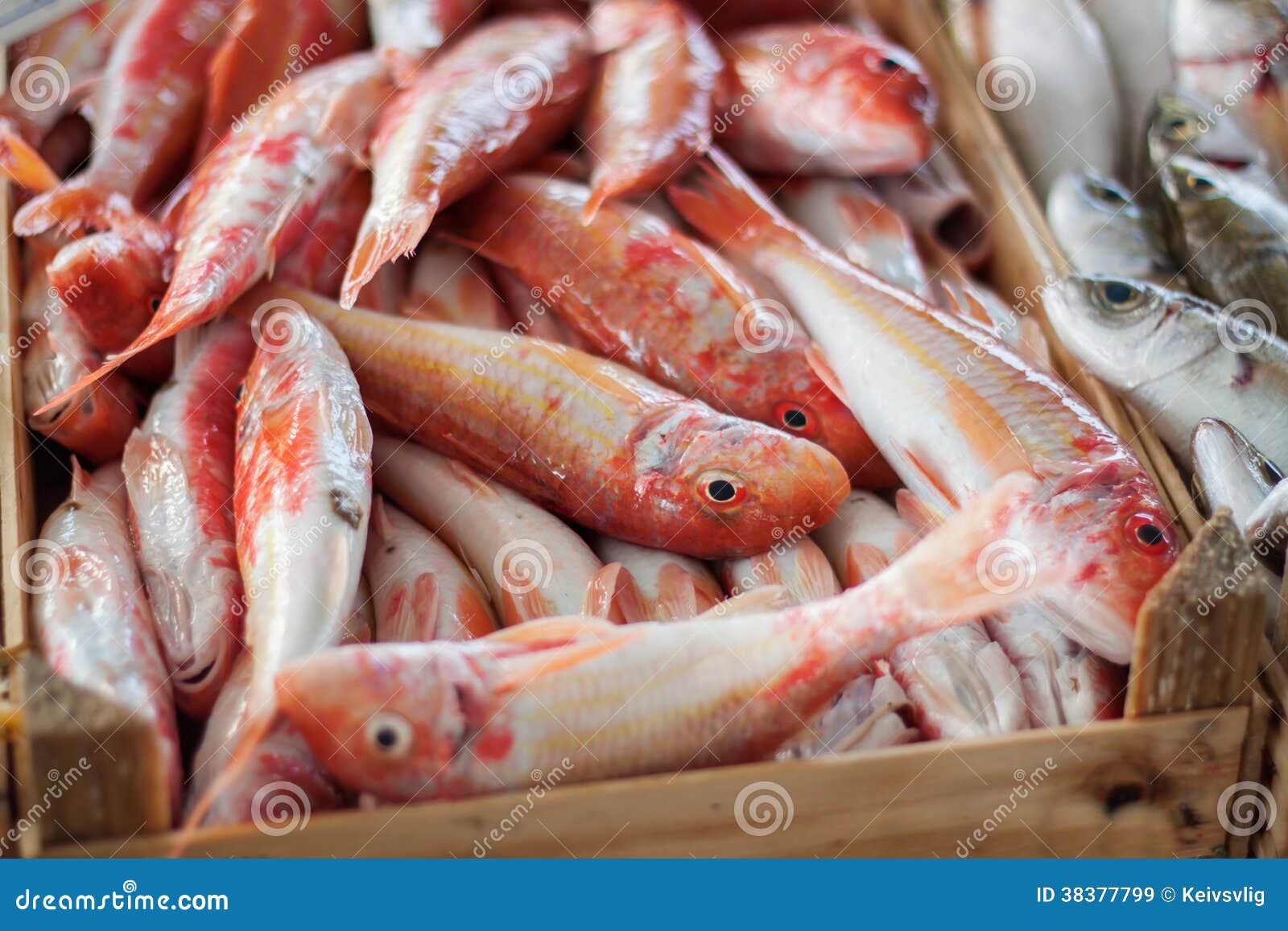 Fresh mullet fish in box stock image. Image of sell, fishes - 38377799