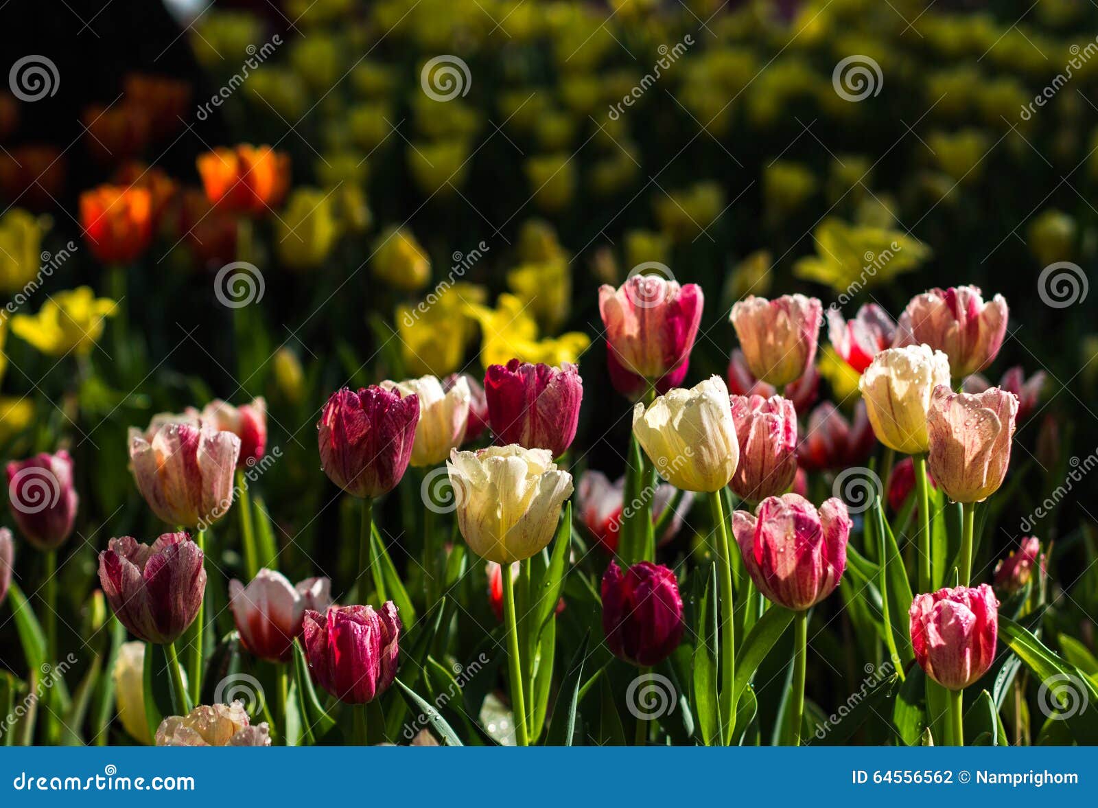 Fresh multi color Tulips stock photo. Image of shining - 64556562