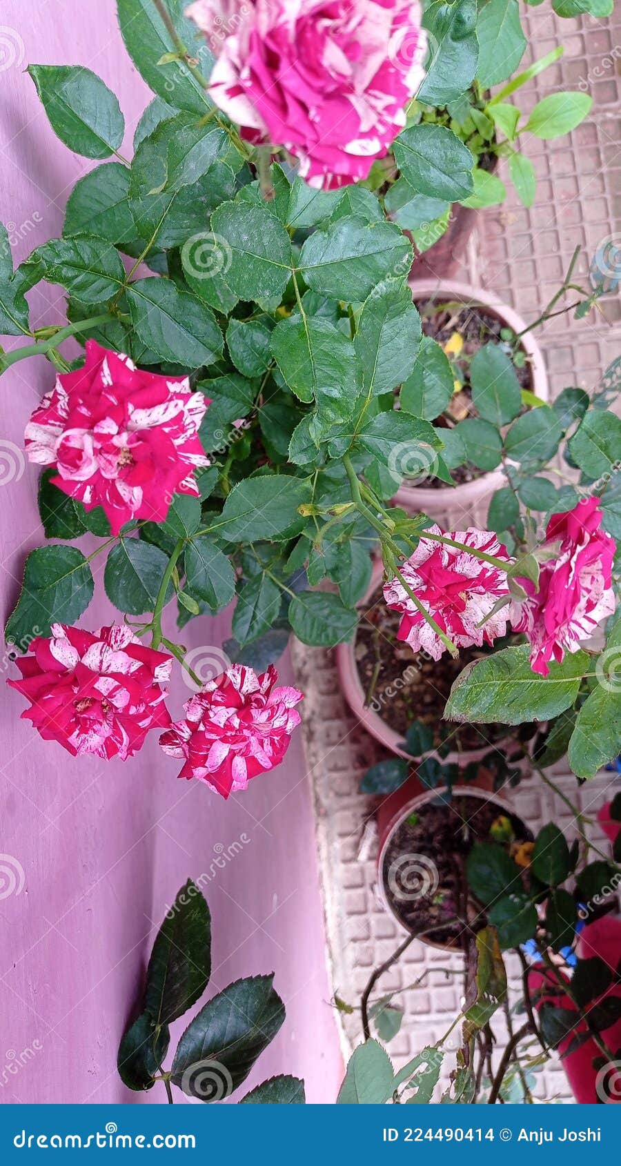 Fresh Multi Colors Rose on a Flower Pot Stock Photo - Image of fresh ...