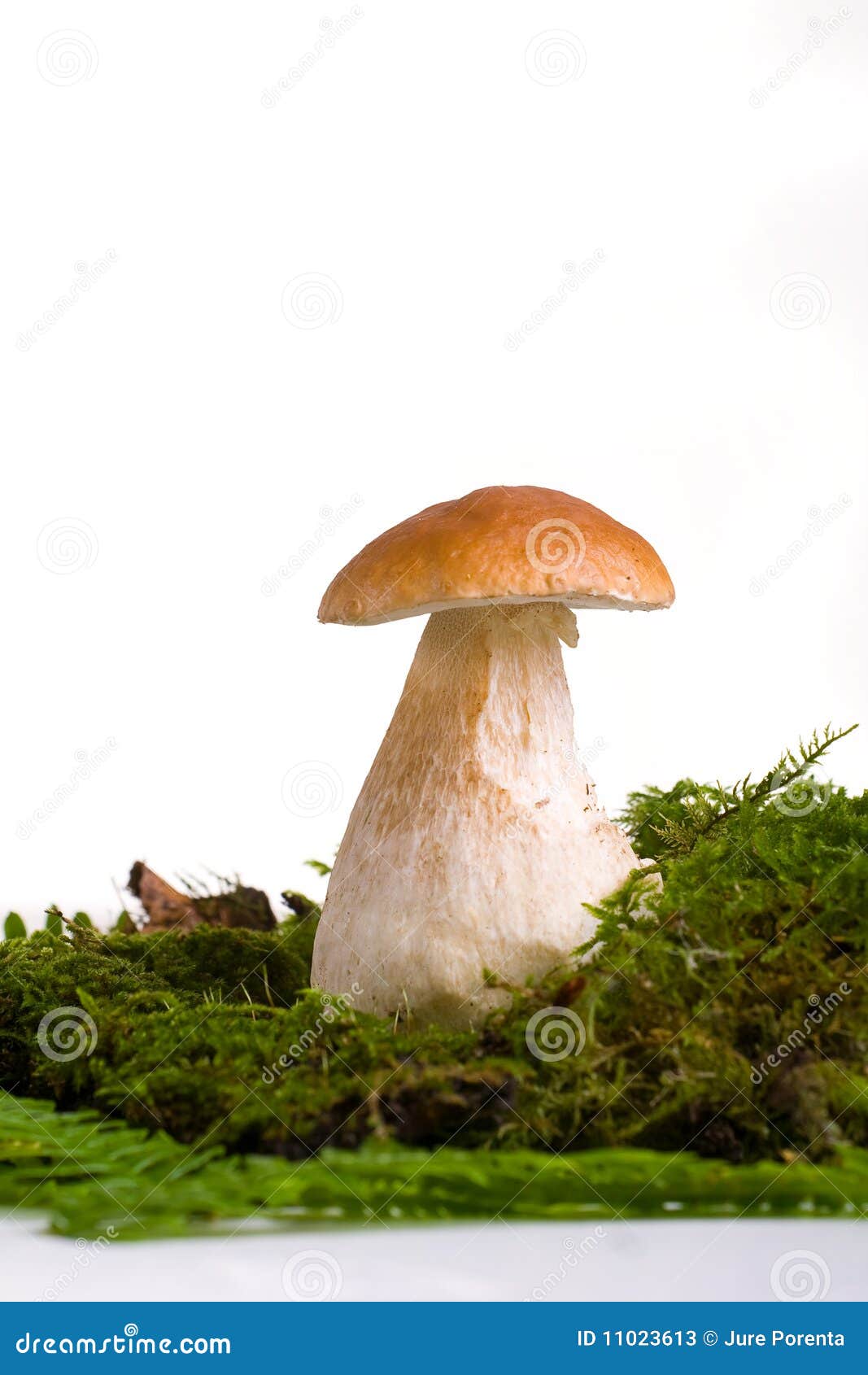 Fresh mushroom stock image. Image of organic, single - 11023613