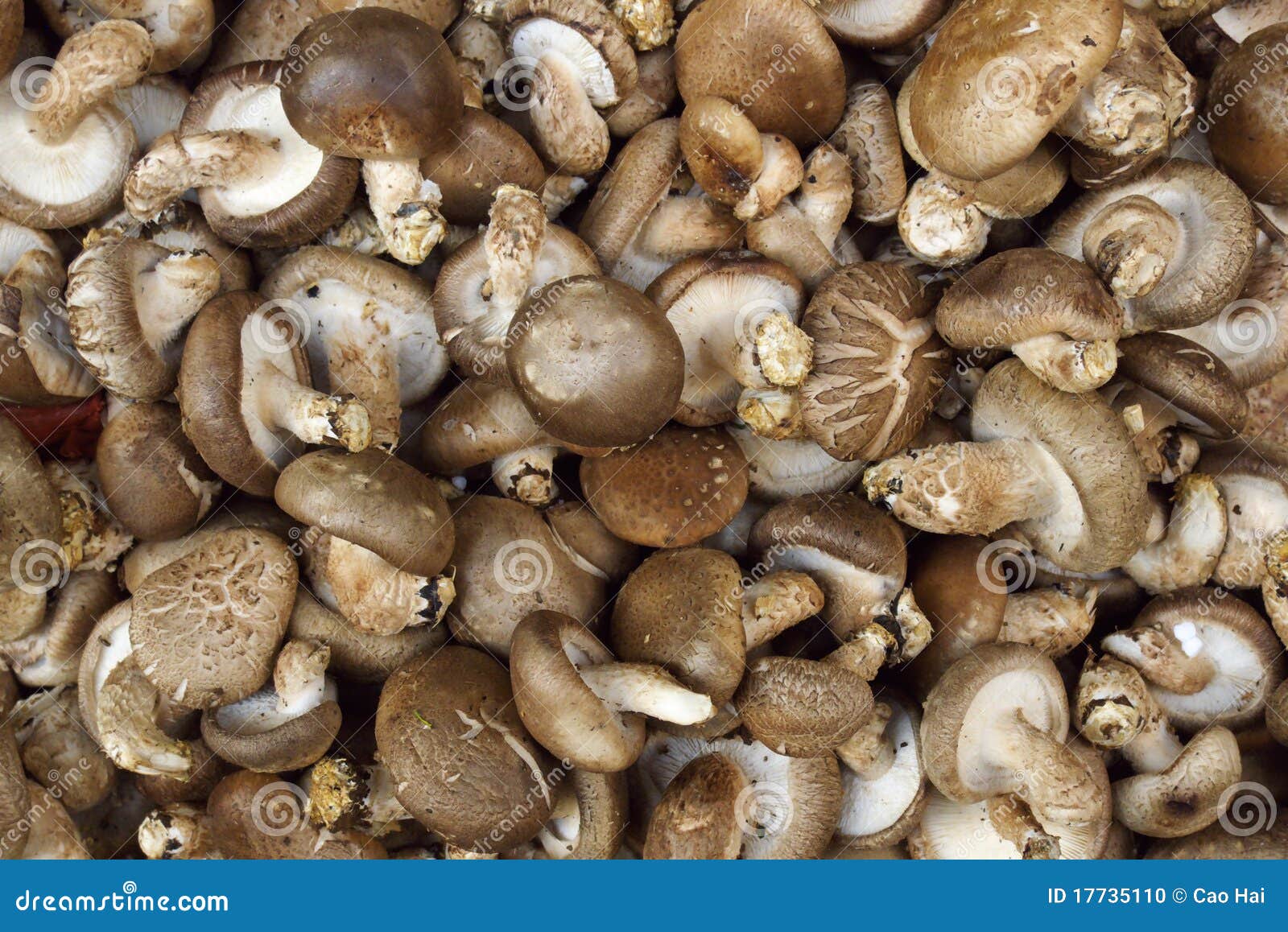 Fresh mushroom stock photo. Image of healthy, stack, sell - 17735110