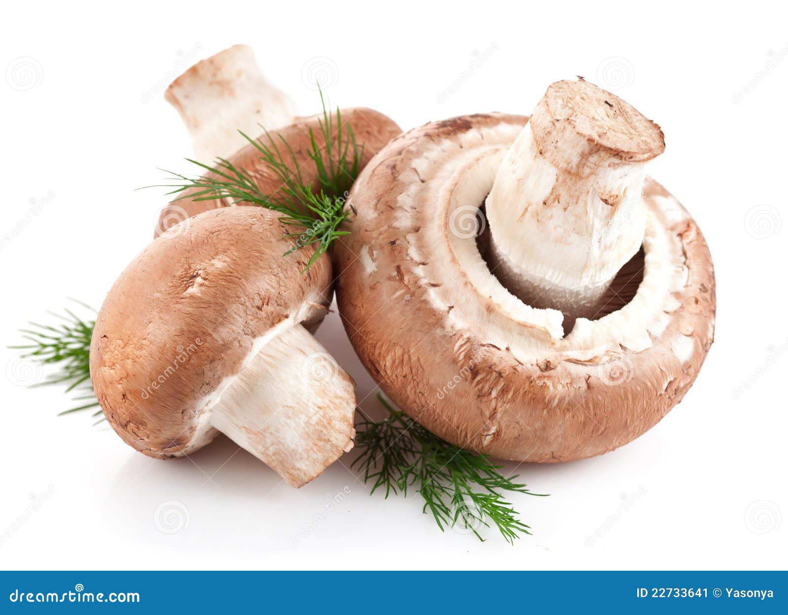 Fresh Mushroom Stock Image | CartoonDealer.com #16232803