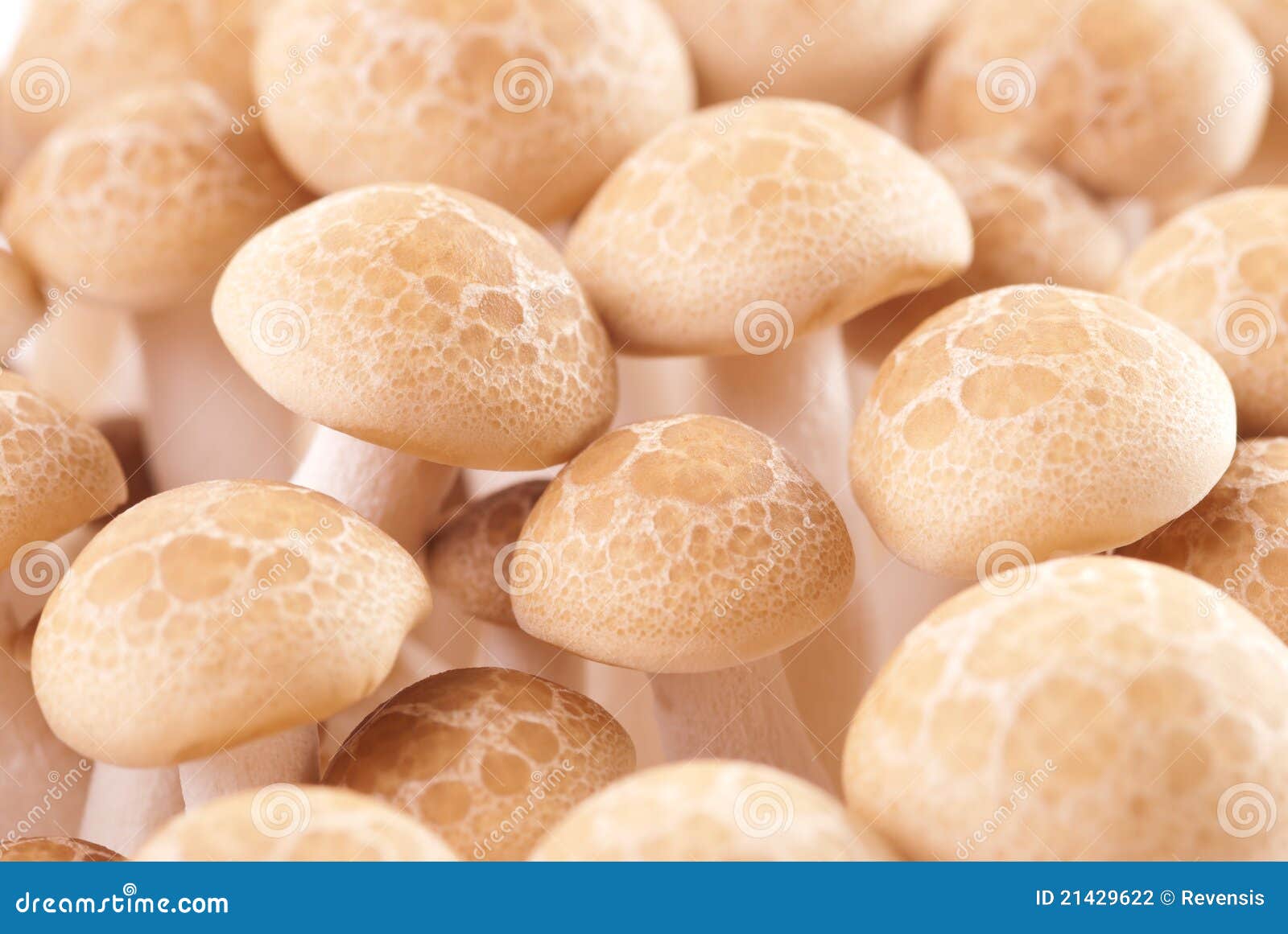 Fresh mushroom group. stock photo. Image of dinner, boletus - 21429622