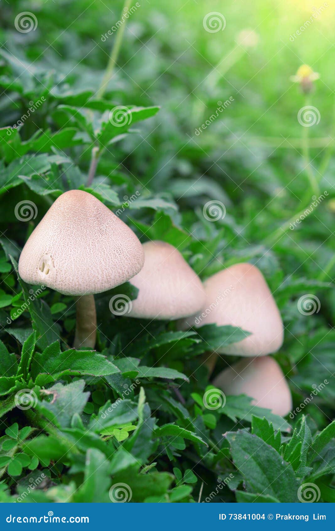 Fresh mushroom stock photo. Image of ingredient, closeup - 73841004