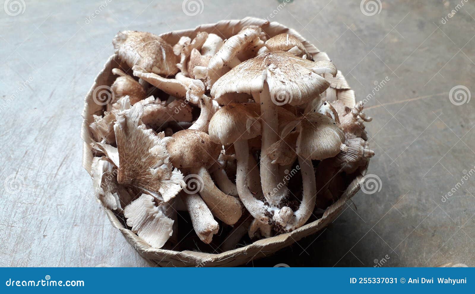 Fresh Mushroom or Jamur on Besek Stock Image - Image of fresh, baking ...