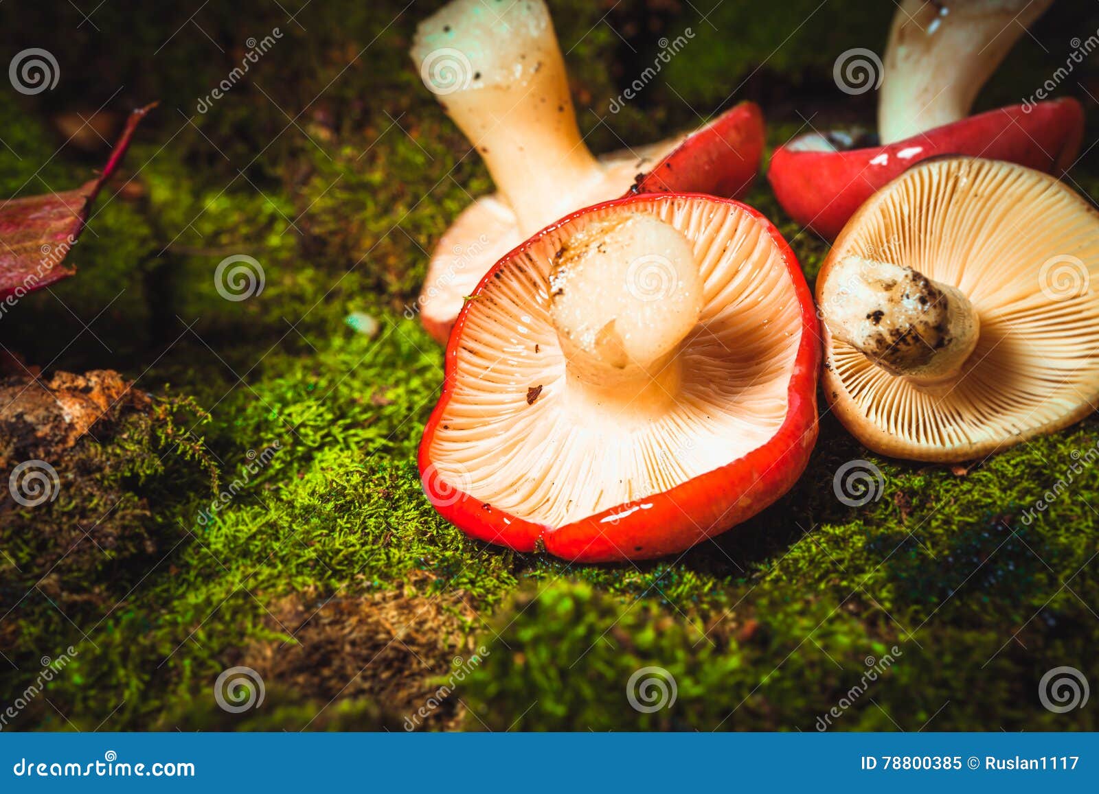 Fresh Mushroom Russula White Leg Lying on Moss Stock Image - Image of ...
