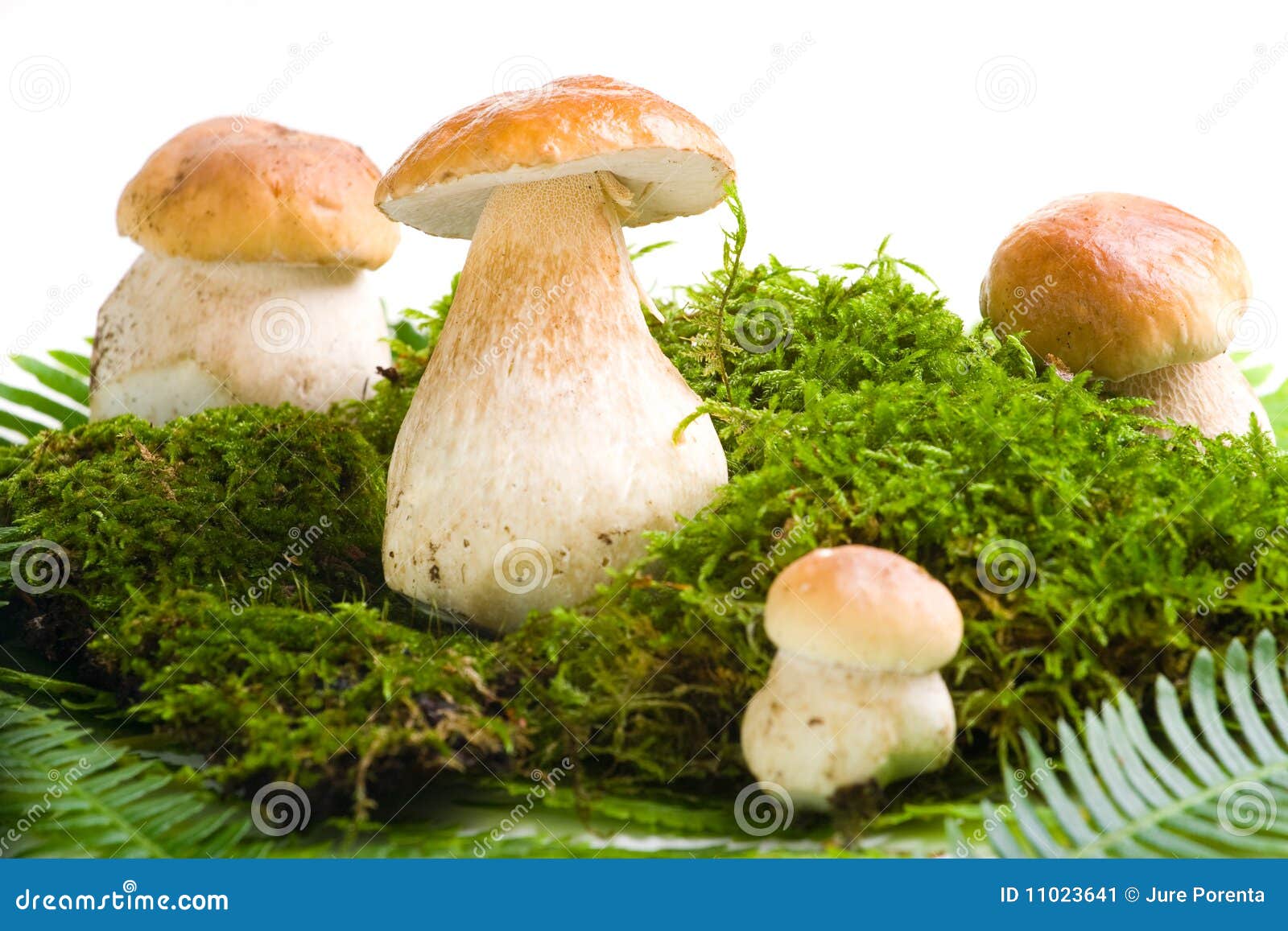 Fresh mushrooms stock image. Image of isolated, health - 11023641