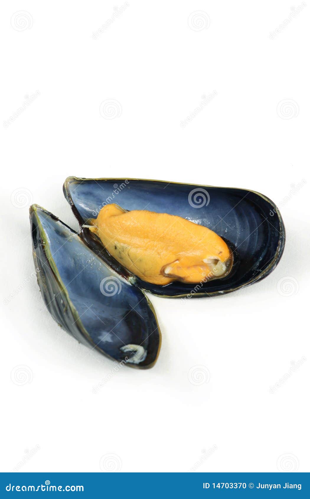 Fresh mussel stock photo. Image of protein, meal, nature - 14703370