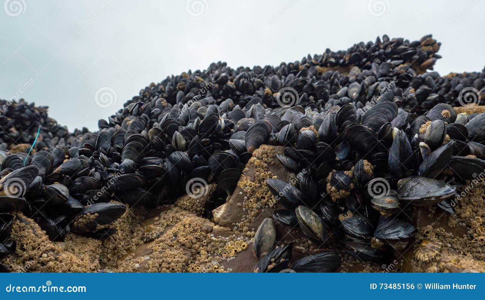 Fresh Mussel Growing on Rocks Stock Photo - Image of blue, group: 73485156