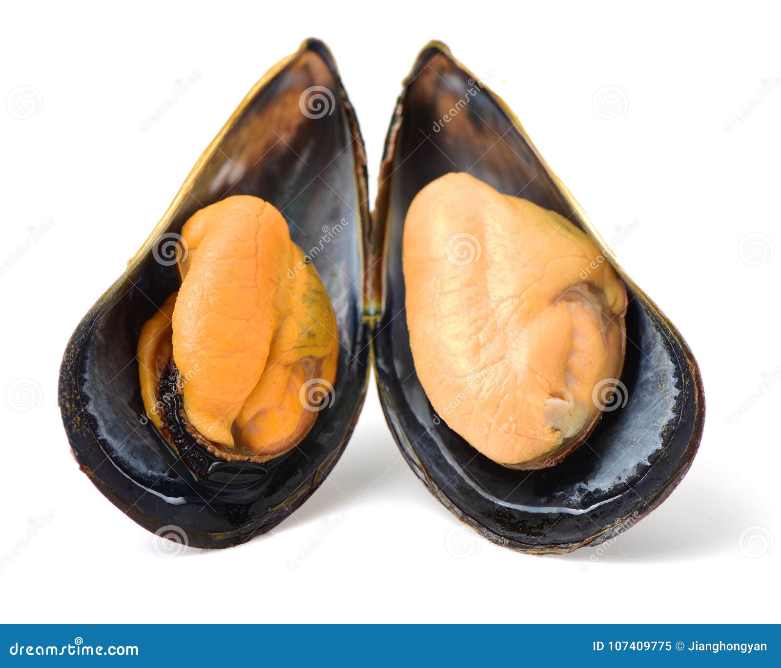 Fresh mussel stock image. Image of protein, fresh, white - 107409775
