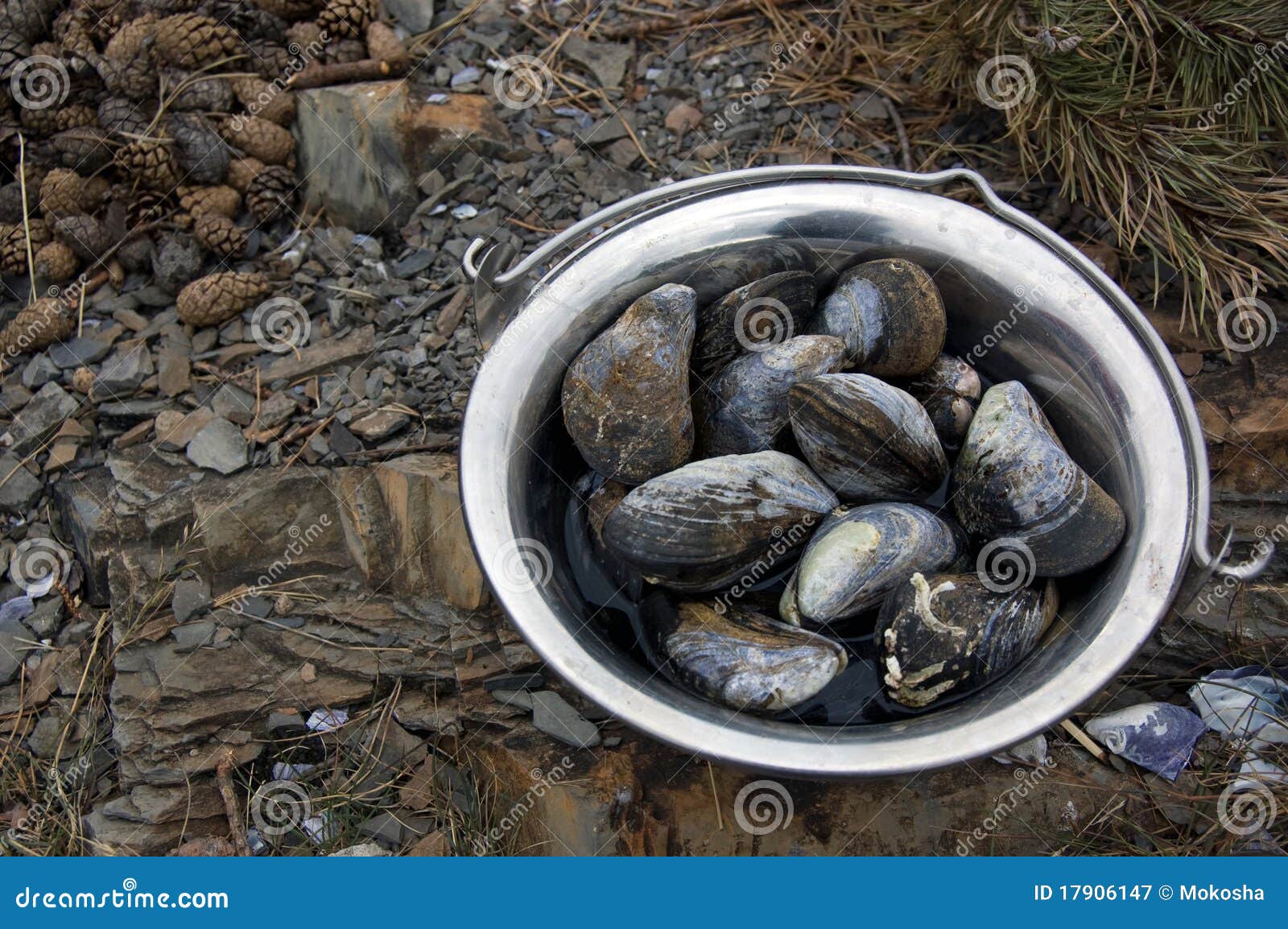 Fresh mussels stock image. Image of seafood, shell, shells - 17906147
