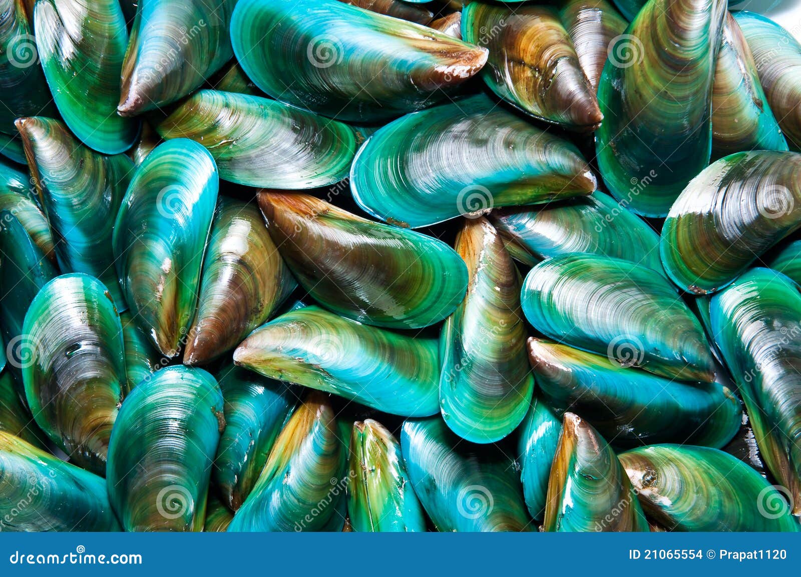 Fresh mussels stock photo. Image of freshwater, meal - 21065554