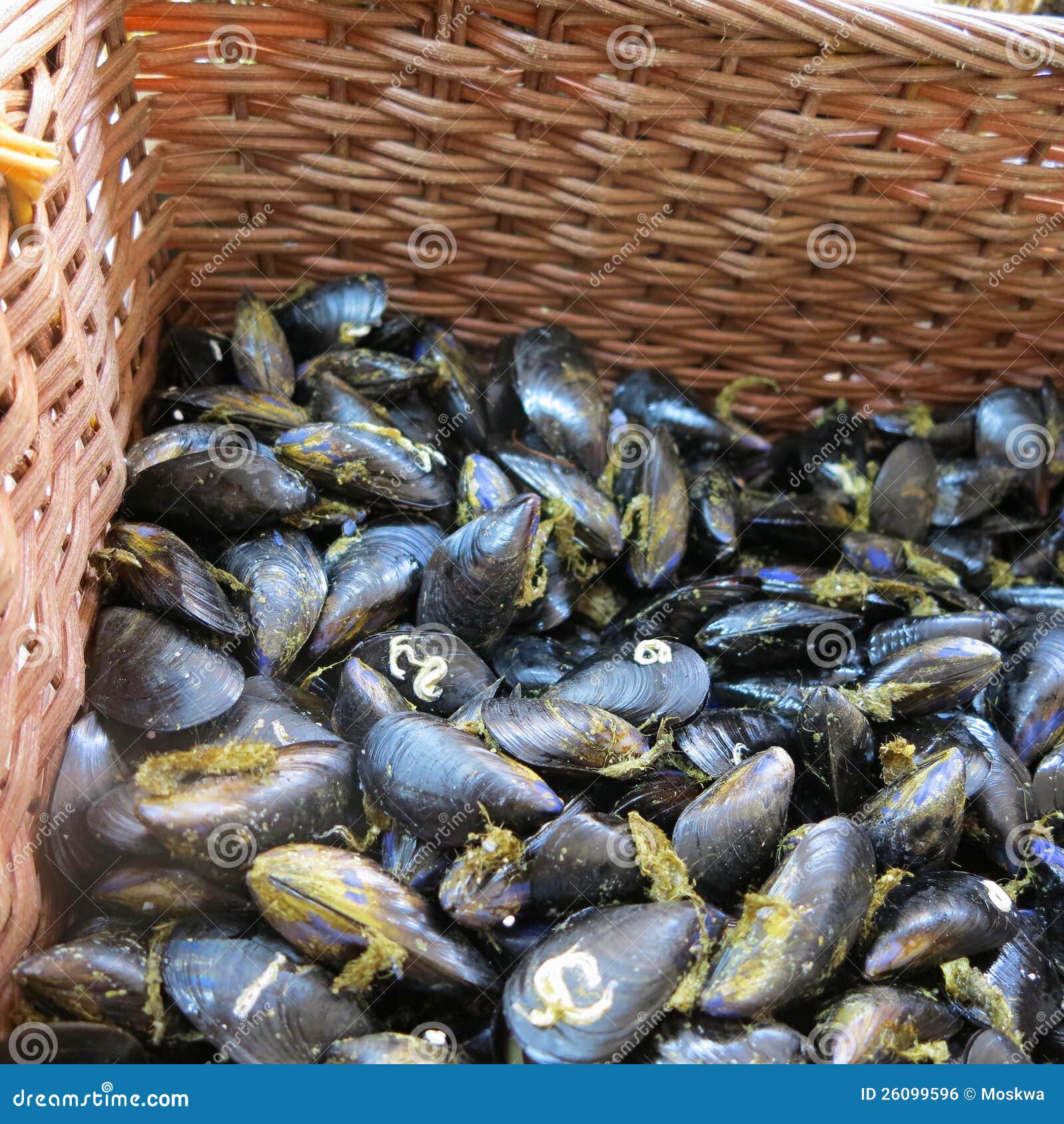 Fresh mussels stock photo. Image of fishing, wicker, fresh - 26099596