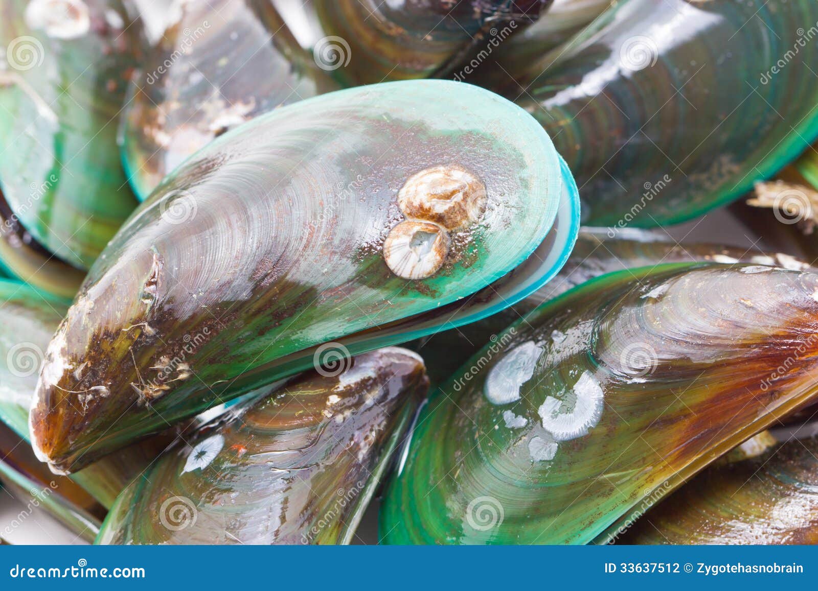 Fresh mussels. stock photo. Image of dinner, diet, animal - 33637512