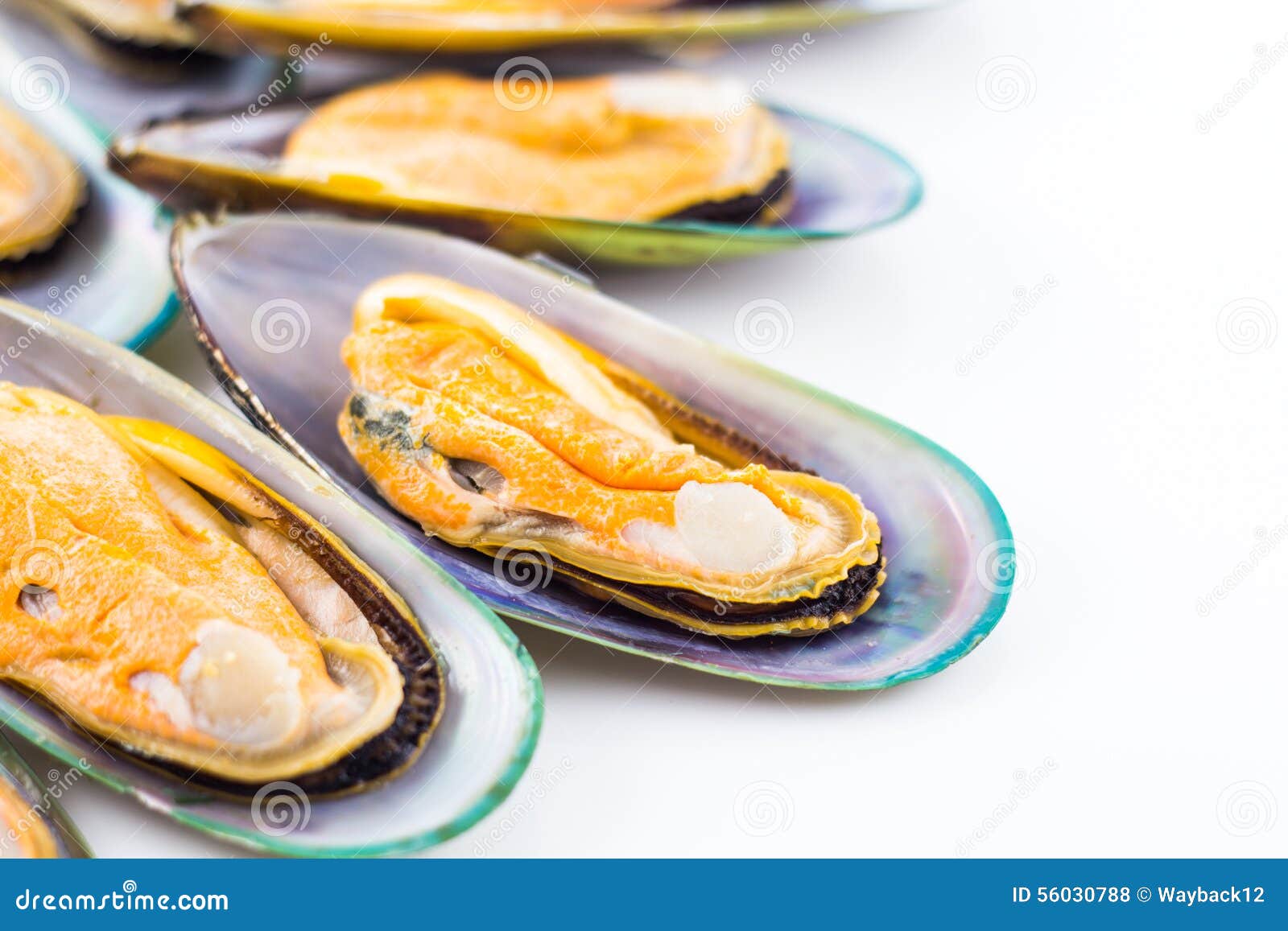 24,454 Shell Mussels Stock Photos - Free & Royalty-Free Stock Photos ...
