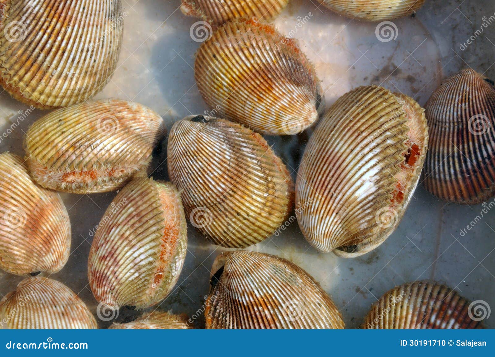 Sea Shells at a Sea Food Market Stock Photo - Image of healthy ...